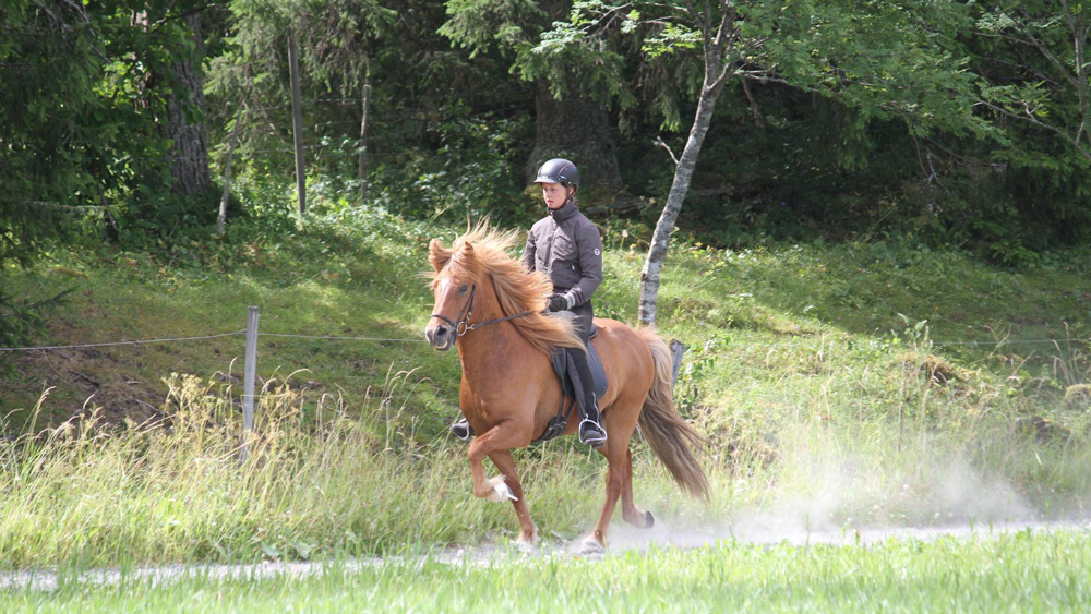 Sweden | Icelandic Horse | Horse Riding Holiday | HorseXplore